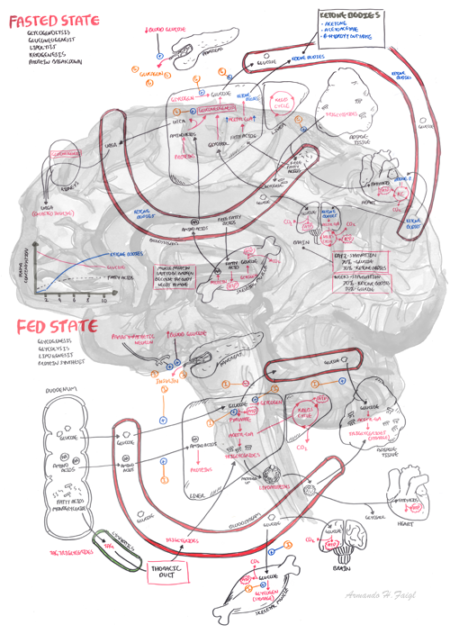 Fluid And Electrolyte Physiology - Personal Use - Armando Hasudungan