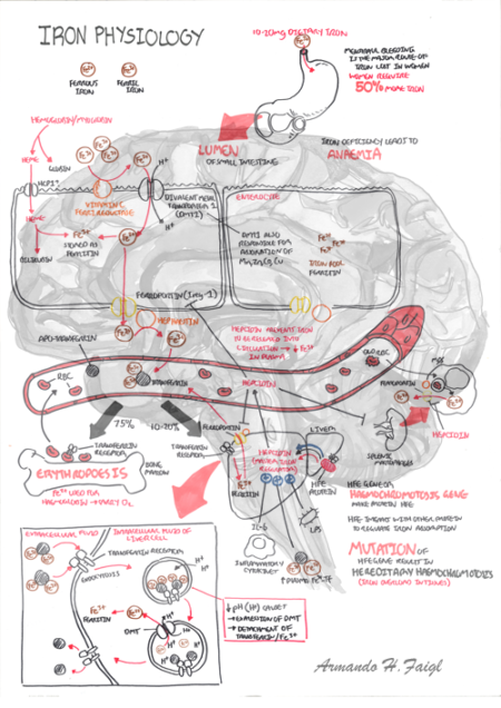 Iron Physiology Armando Hasudungan