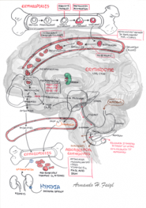 Red Blood Cell Life Cycle - Personal Use - Armando Hasudungan