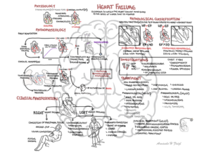 Heart Physiology - Personal Use - Armando Hasudungan